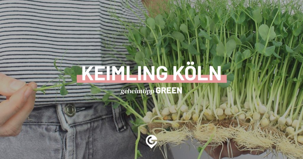 Microgreens für dein zohus – Keimling Köln – Geheimtipp Köln